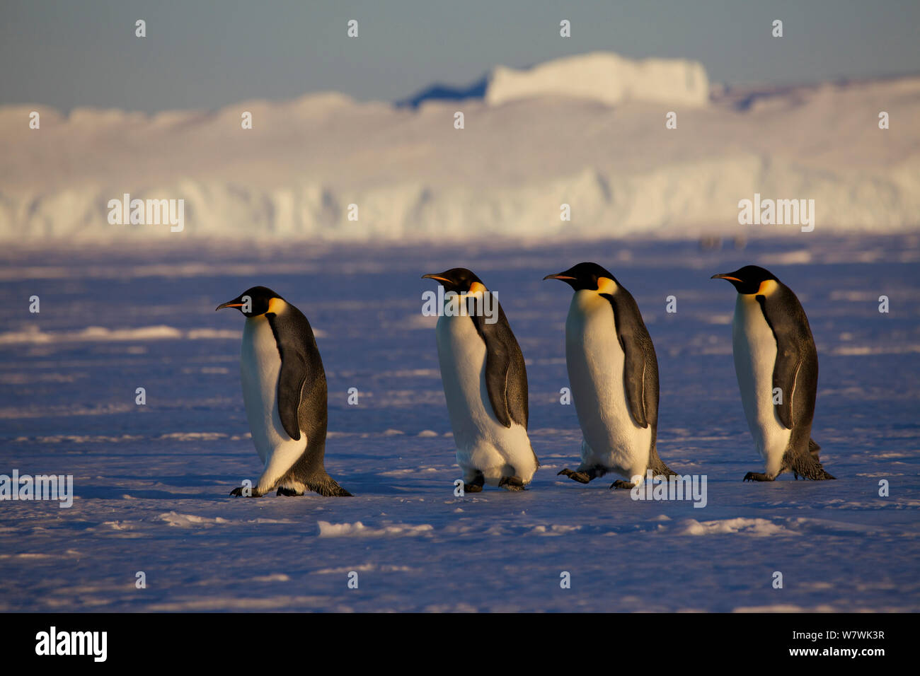 Emperor penguins walking hi-res stock photography and images - Alamy