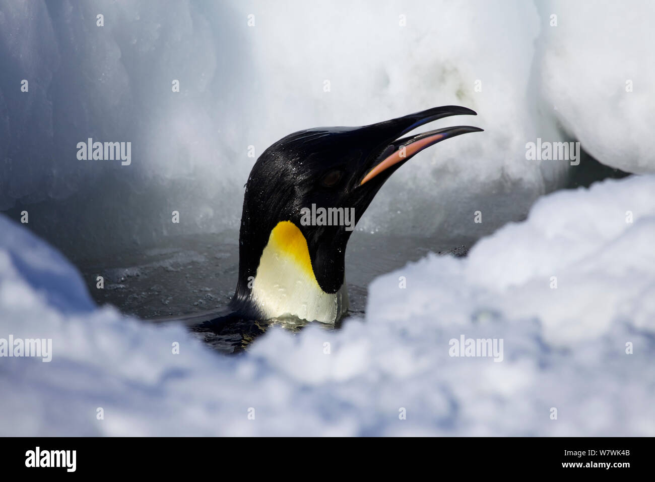 Emperor penguin head hi-res stock photography and images - Alamy