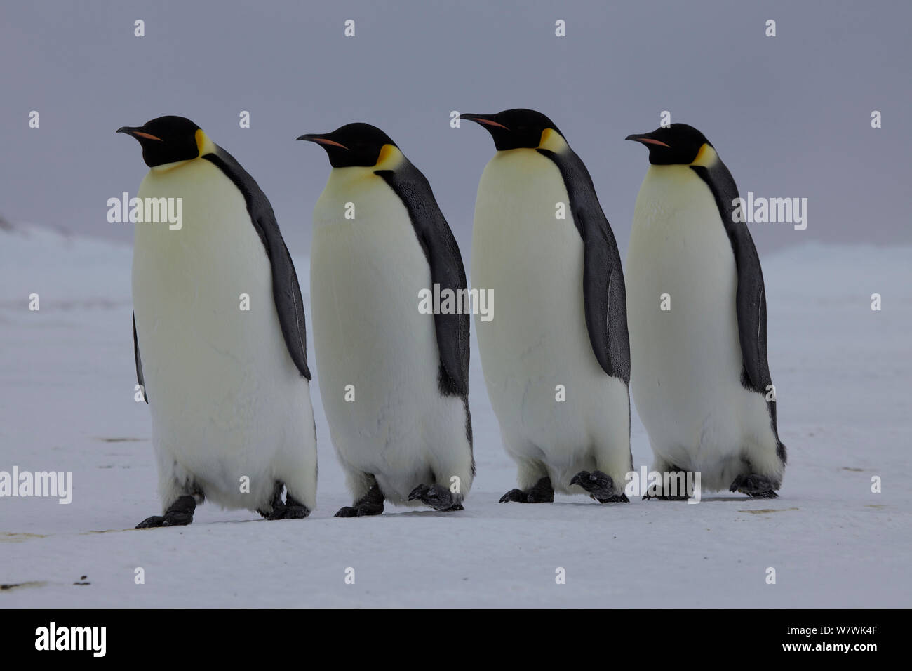 Penguins In A Row Merry Christmas And New Year Greeting From Cute