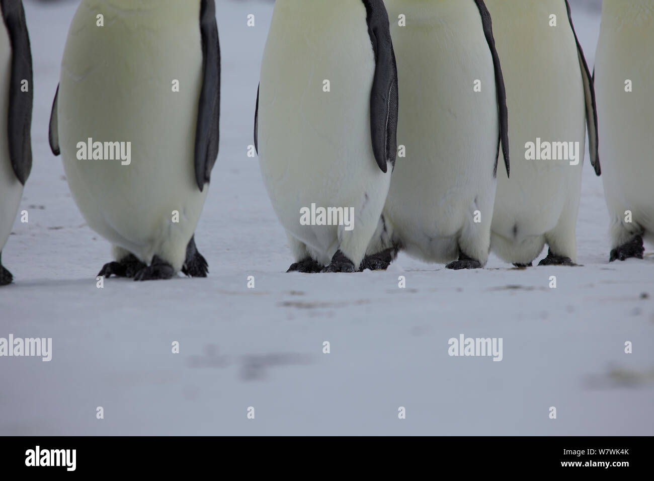 Penguin feet emperor hi-res stock photography and images - Alamy