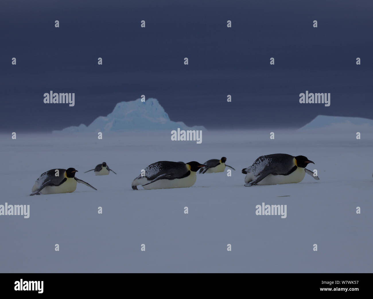 Emperor penguin sliding hi-res stock photography and images - Alamy