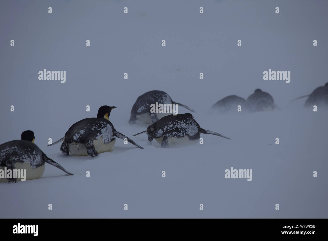 Emperor penguin (Aptenodytes forsteri) tobogganing, returning from the ...
