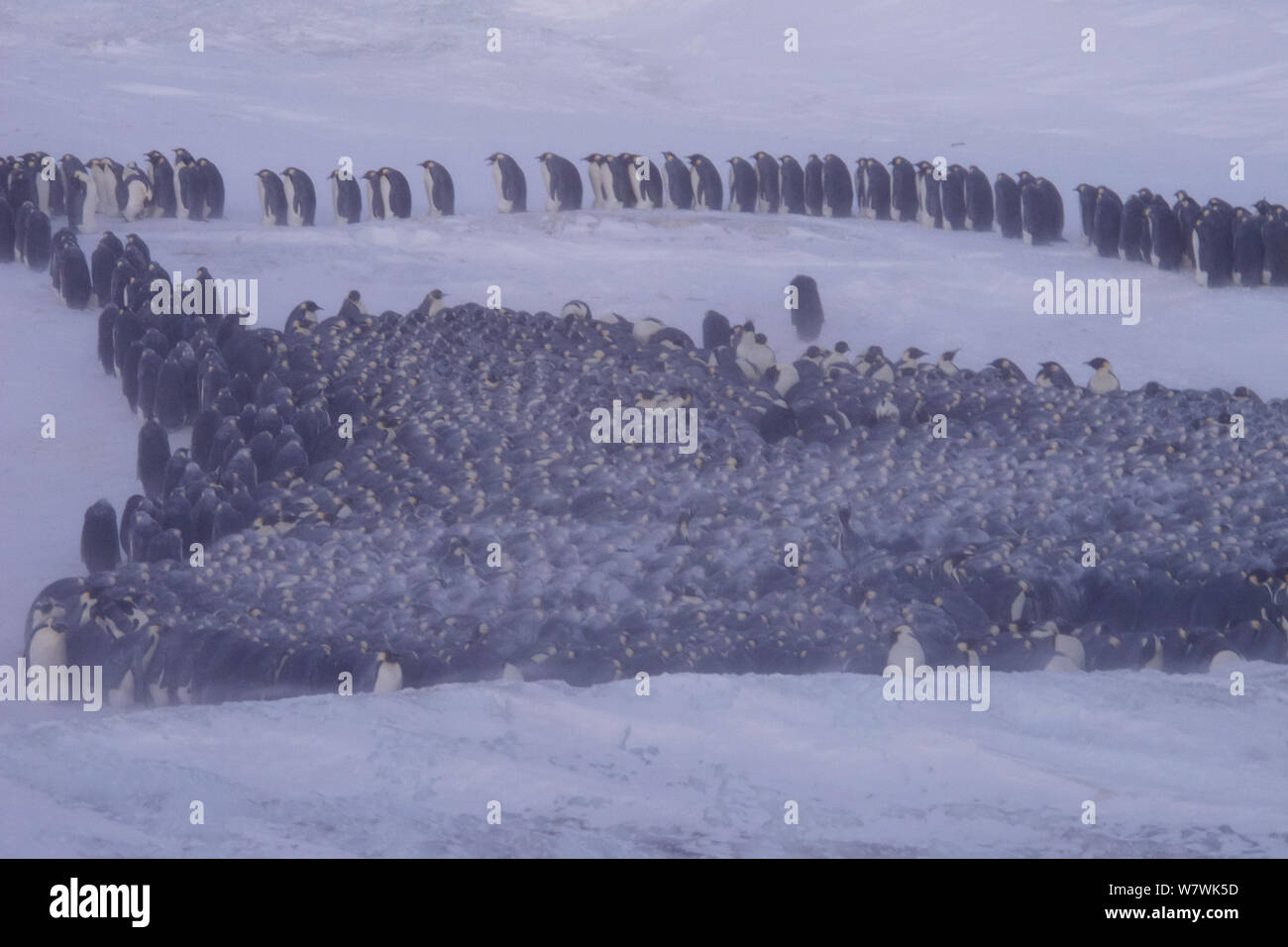 Male emperor penguin huddle hi-res stock photography and images - Alamy
