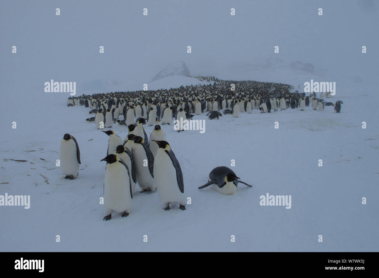 Emperor penguin (Aptenodytes forsteri) colony in snow, some tobogganing ...