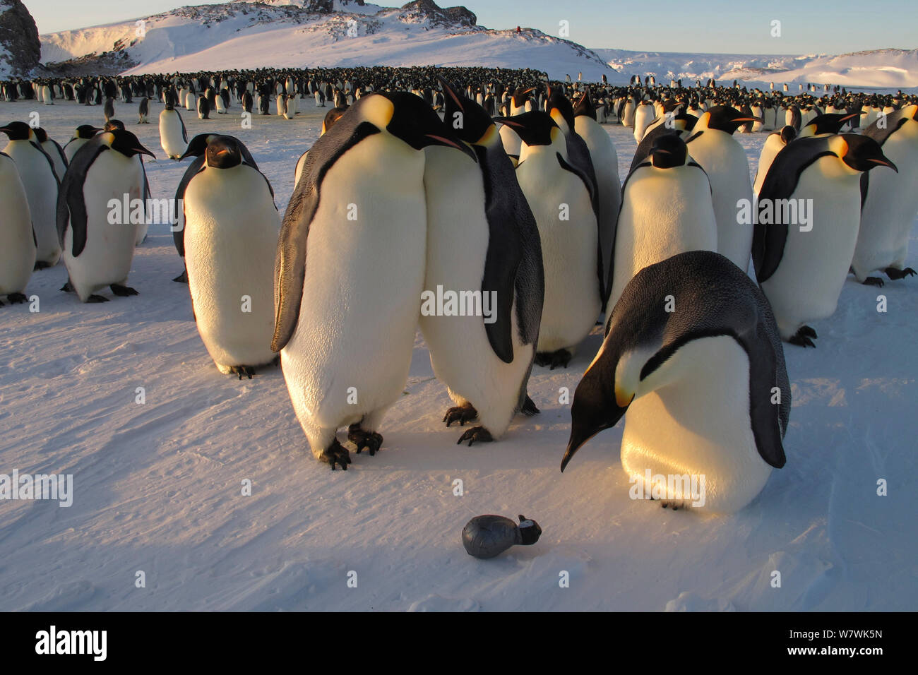 Emperor penguins (Aptenodytes forsteri) curious one looking at fake ...
