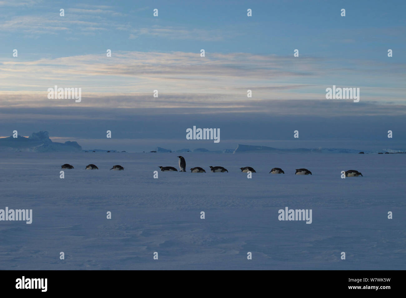Emperor penguin female egg hi-res stock photography and images - Alamy