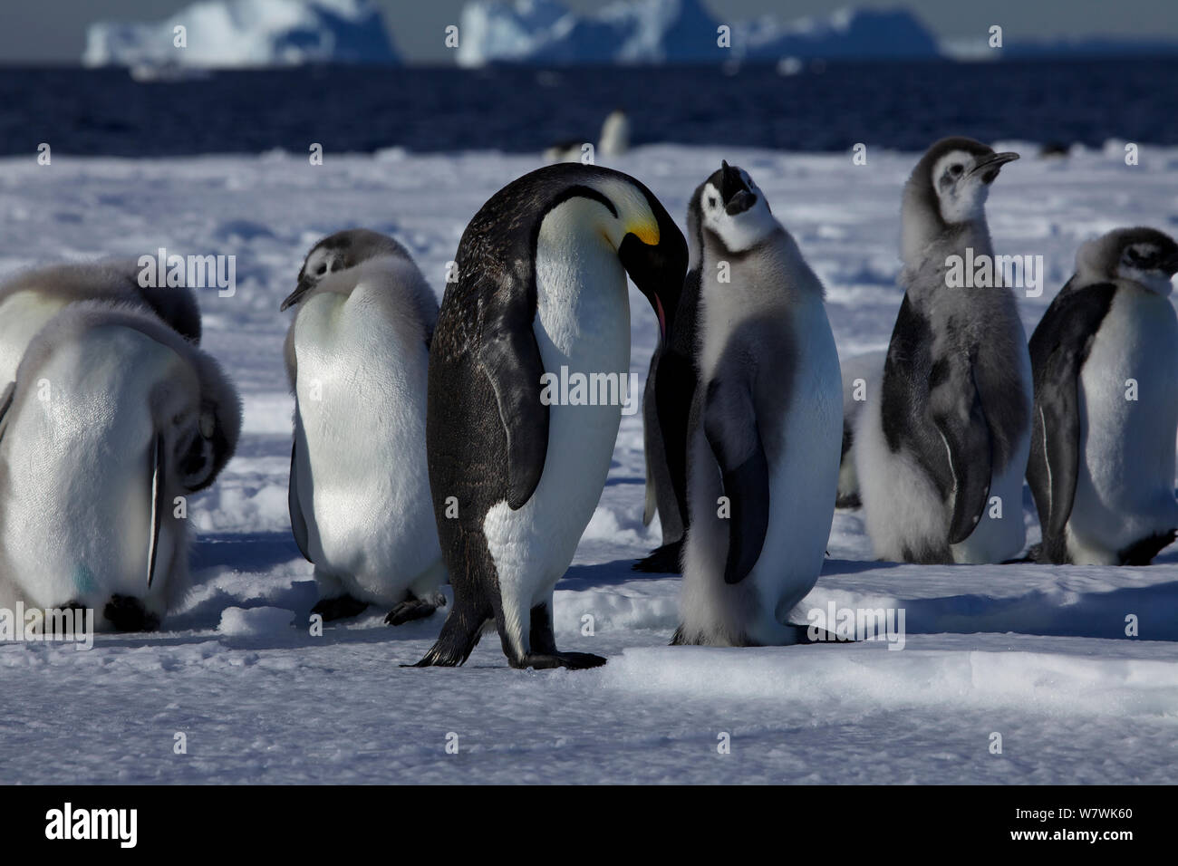 Baby emperor penguin calling hi-res stock photography and images - Alamy