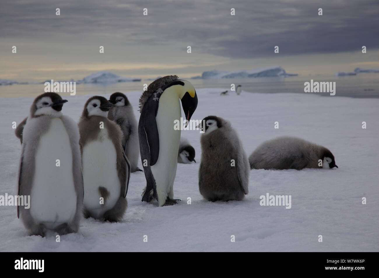 Emperor penguin chick moult hi-res stock photography and images - Alamy