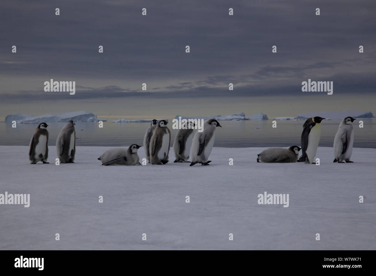 Emperor penguin (Aptenodytes forsteri) chicks and a moulting adult ...