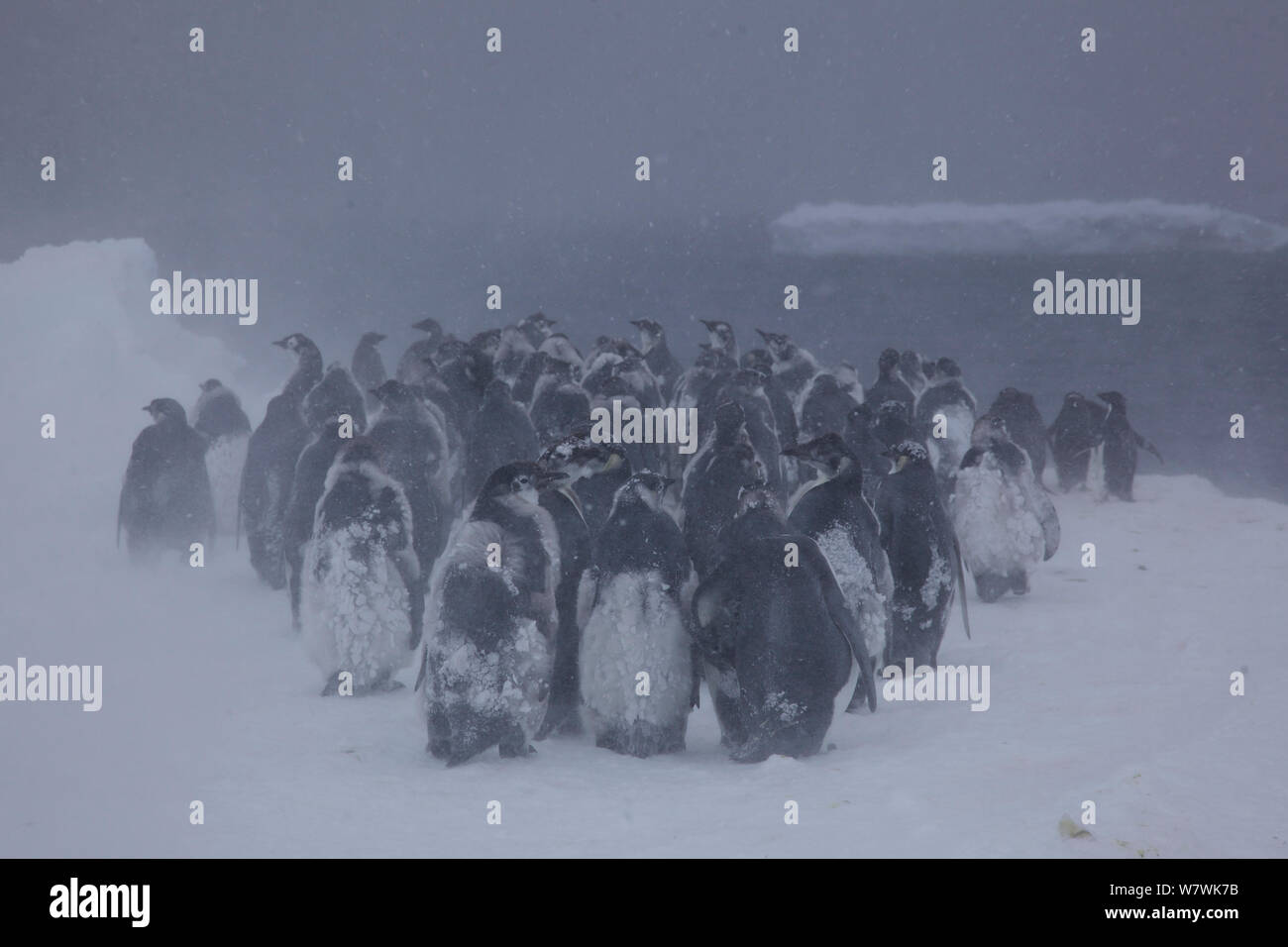 Emperor penguin chick moult hi-res stock photography and images - Alamy