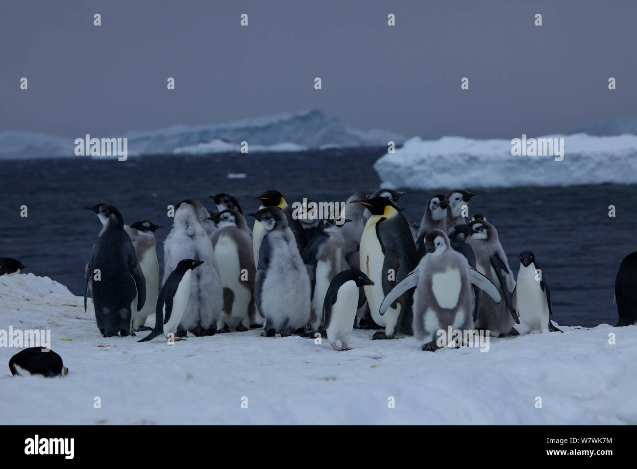 Emperor penguin aptenodytes forsteri adults hi-res stock photography ...