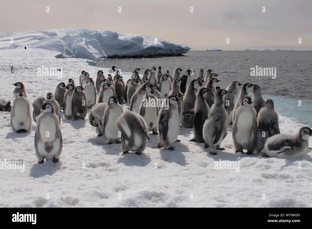 Penguin Chicks Molting High Resolution Stock Photography and Images - Alamy