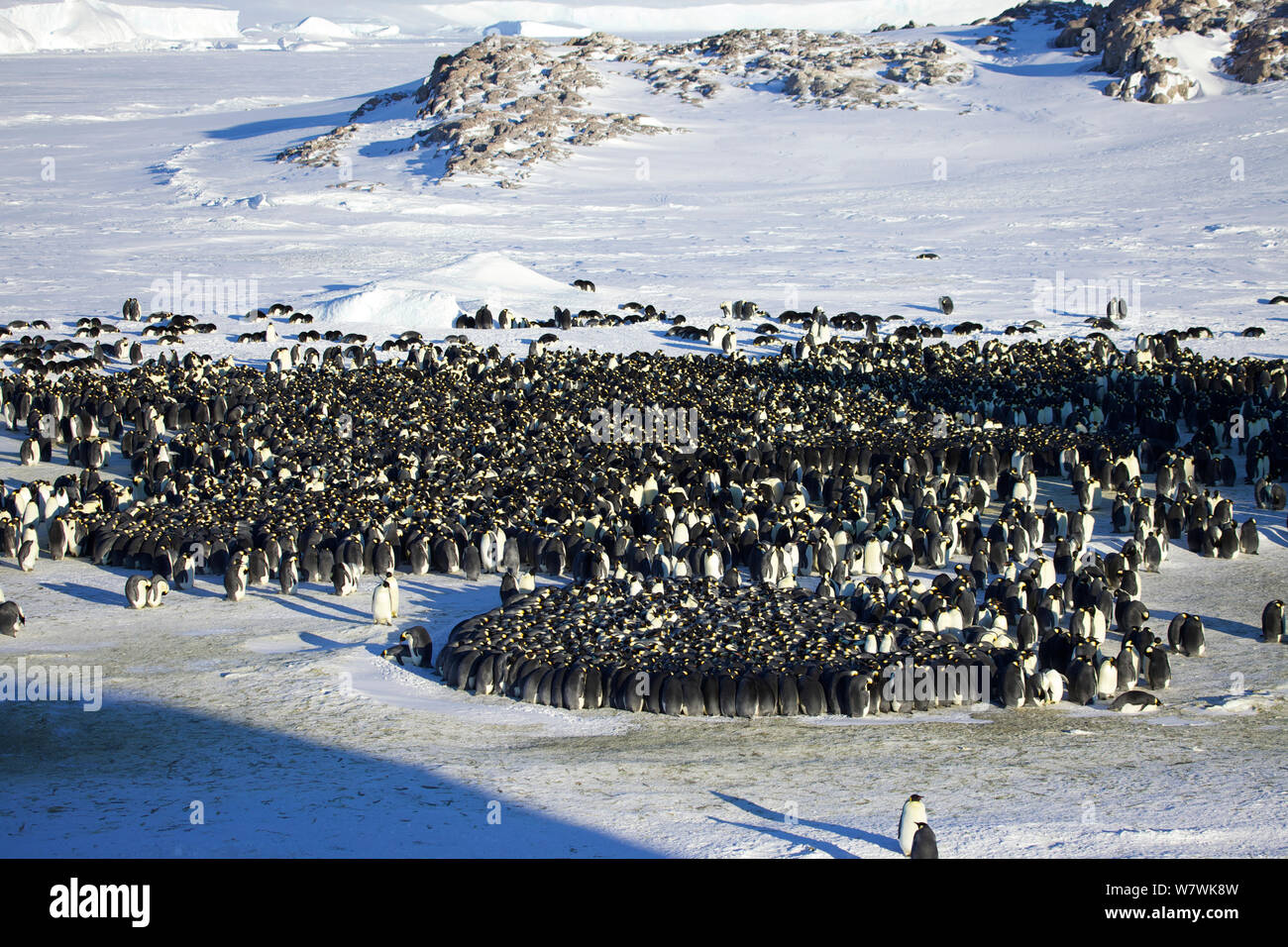 Emperor penguin (Aptenodytes forsteri) colony with huddle, Antarctica ...