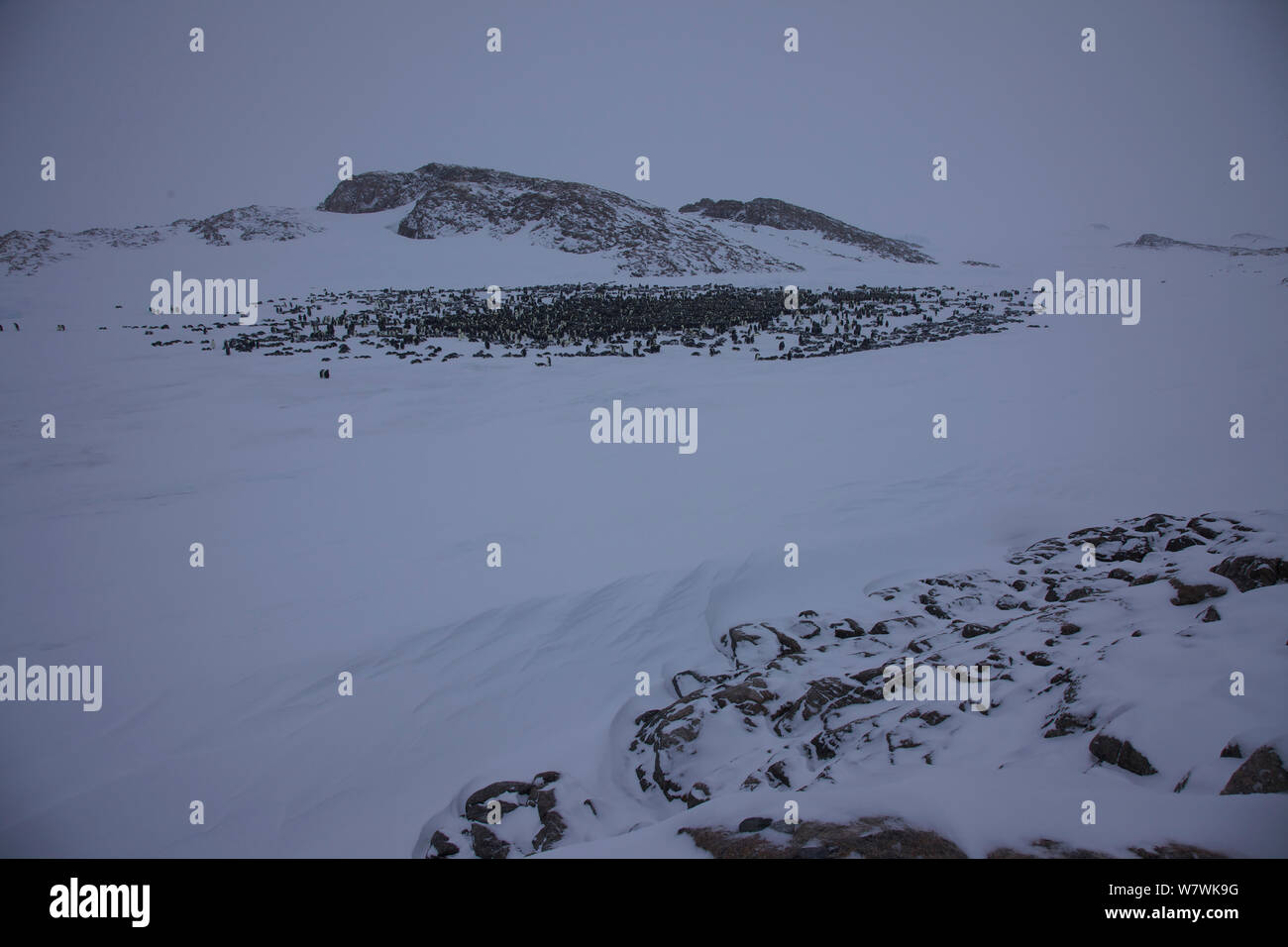 Emperor penguin huddle antarctica hi-res stock photography and images ...