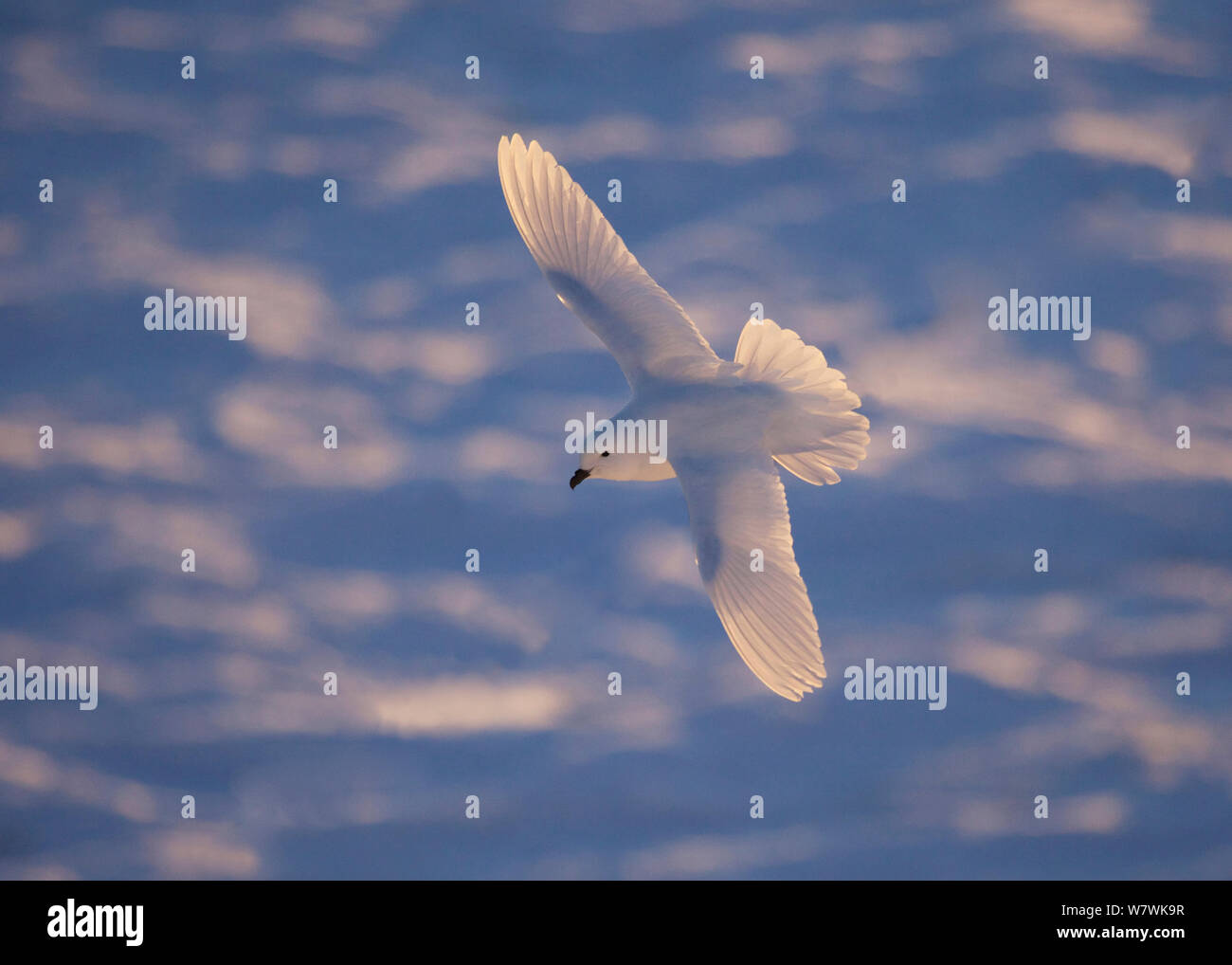 Snow petrel (Pagodroma nivea) in flight, Antarctica, November Stock ...