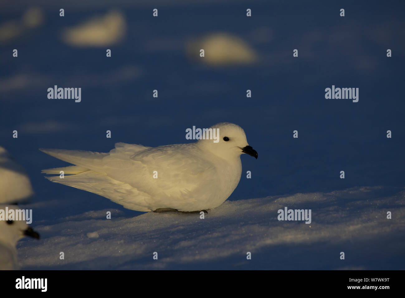 Snow petrel (Pagodroma nivea) sitting on snow, Antarctica, January ...