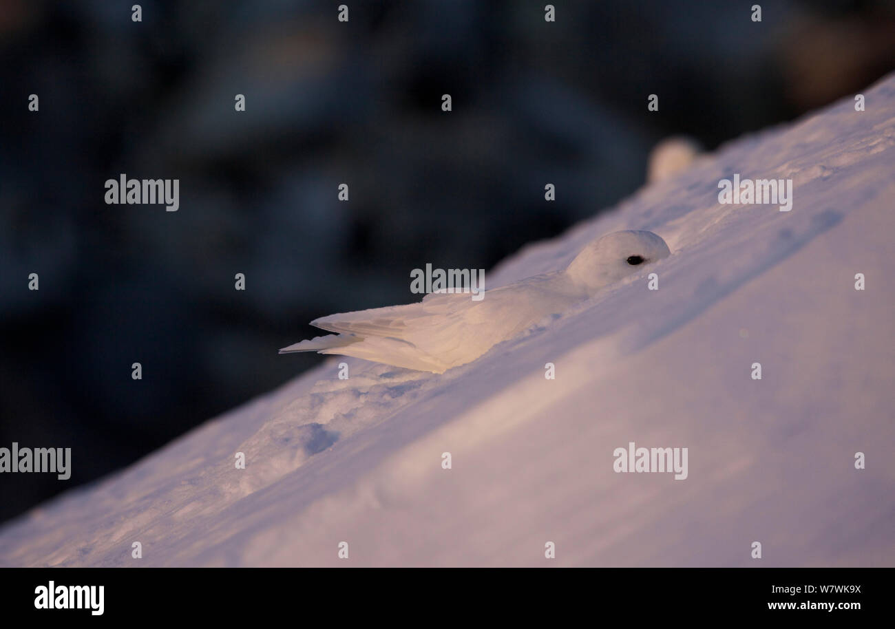 Snow petrel (Pagodroma nivea) sitting half hidden in snow, Antarctica ...