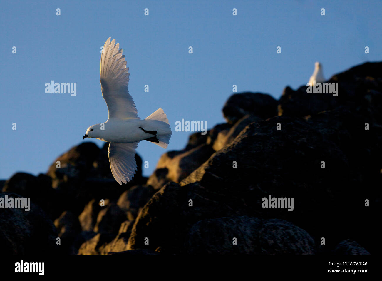 Snow petrel (Pagodroma nivea) in flight, Antarctica, November Stock ...