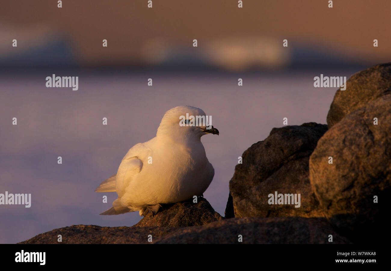 Snow petrel (Pagodroma nivea) on rock near nest, Antarctica, November ...
