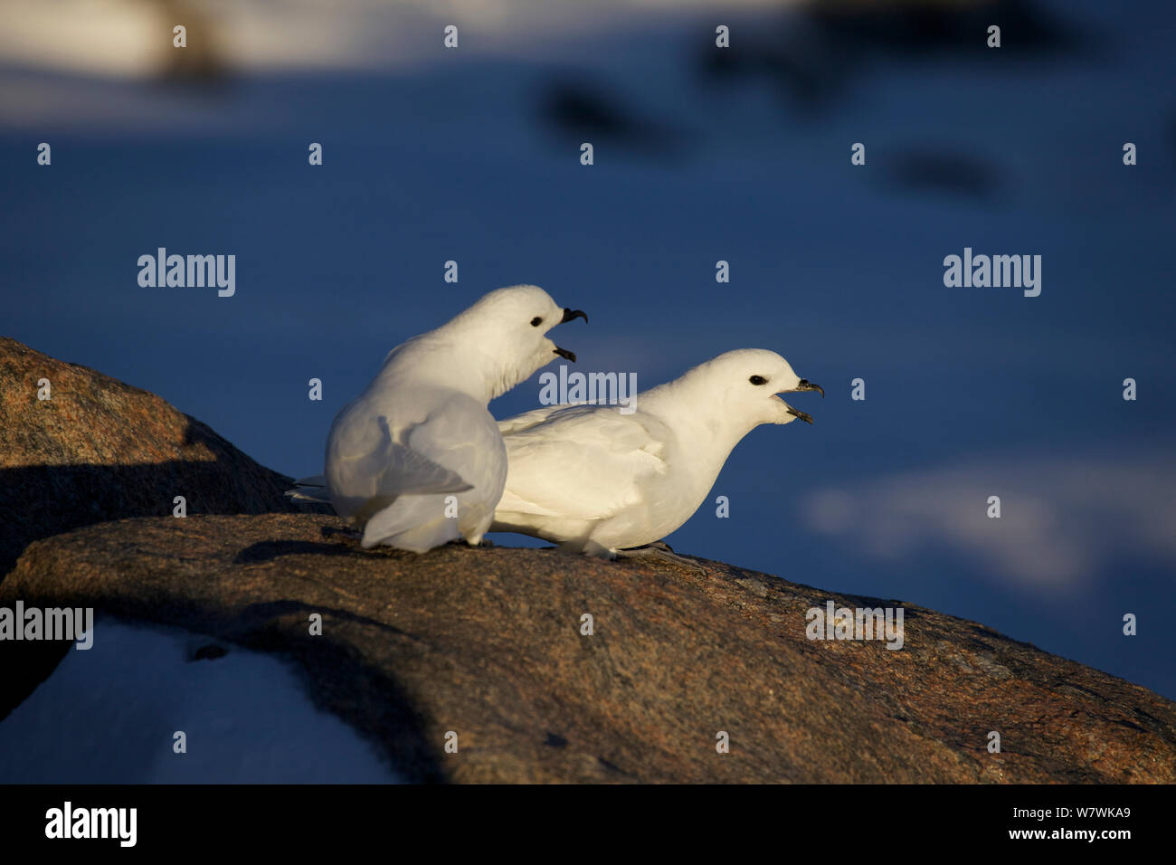 Snow petrel (Pagodroma nivea) pair calling at nest site, Antarctica ...