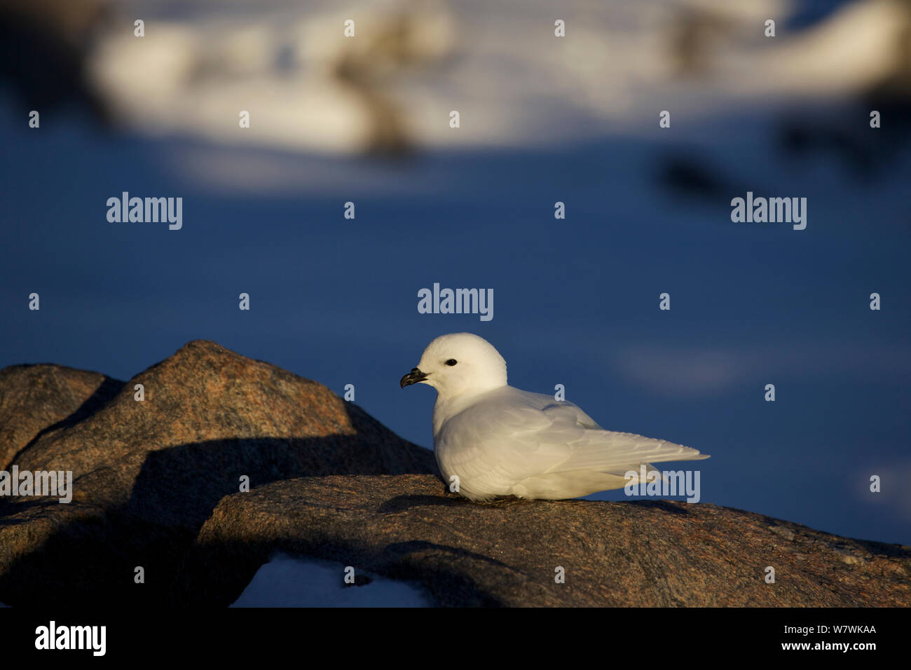 Snow petrel (Pagodroma nivea) sitting at nest site, Antarctica ...