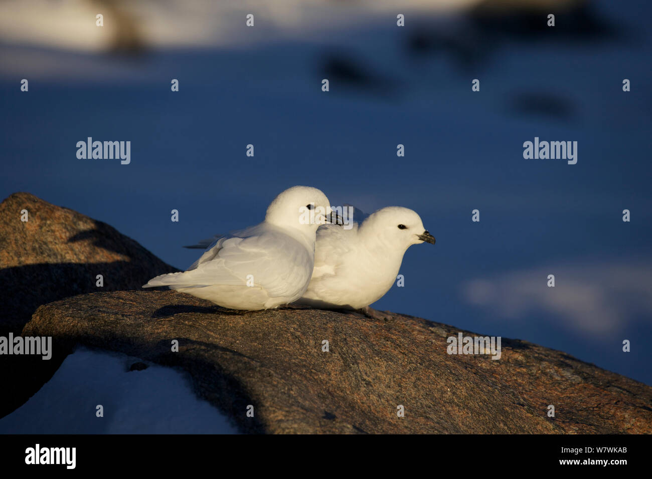 Snow petrel (Pagodroma nivea) pair at nest site, Antarctica, November ...