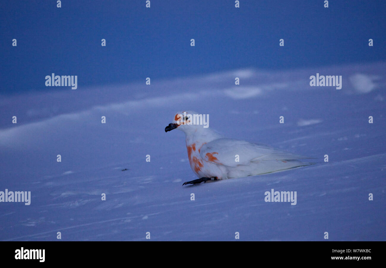 Snow petrel oil hi-res stock photography and images - Alamy