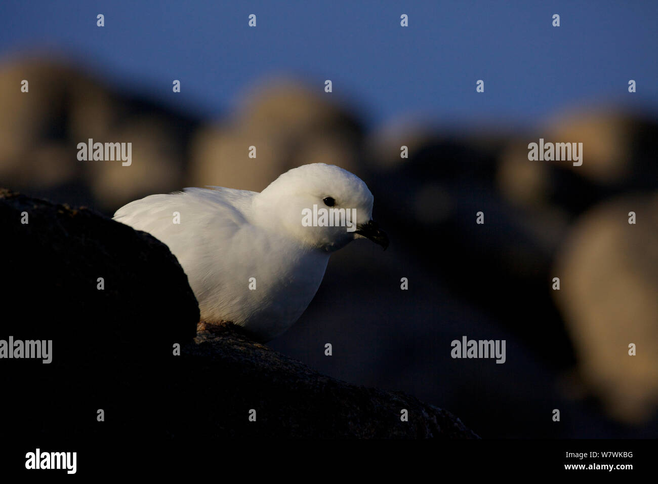 Snow petrel (Pagodroma nivea) at nest site, Antarctica,January Stock ...