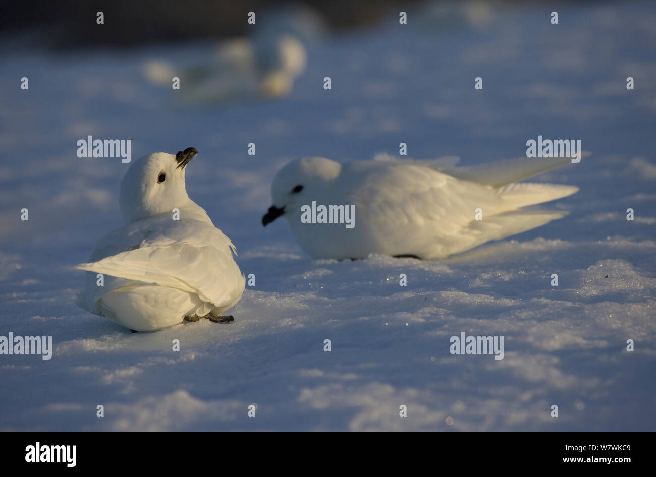 Two Snow petrels (Pagodroma nivea) resting on snow, Antarctica, January ...