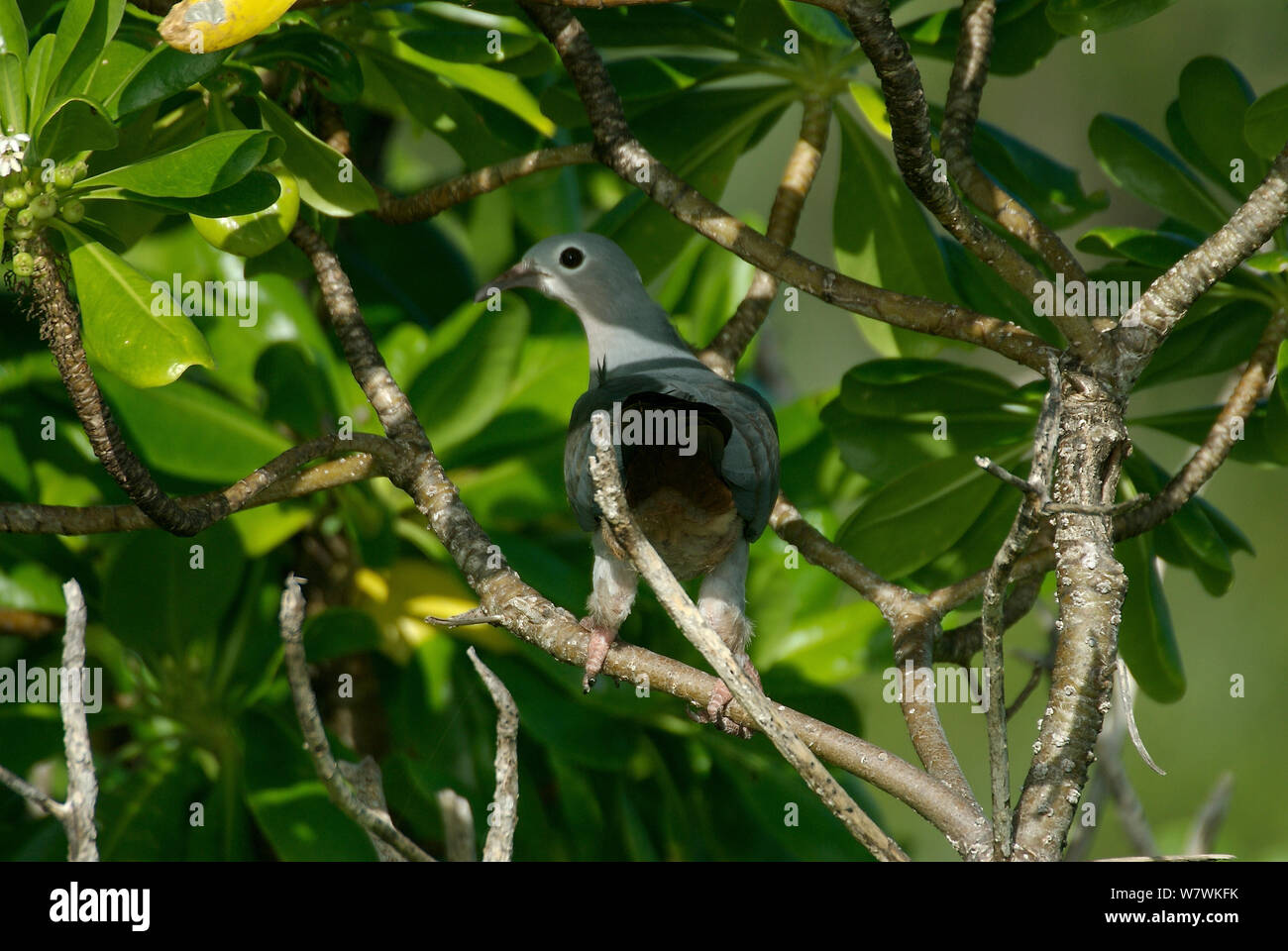 Grey imperial pigeon hi-res stock photography and images - Alamy