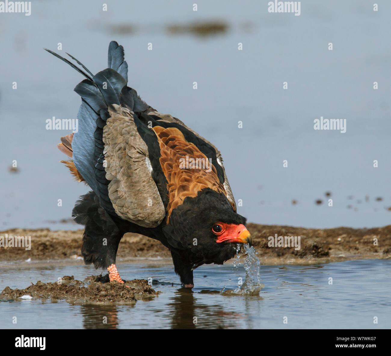 Namibian birds of prey hi-res stock photography and images - Alamy