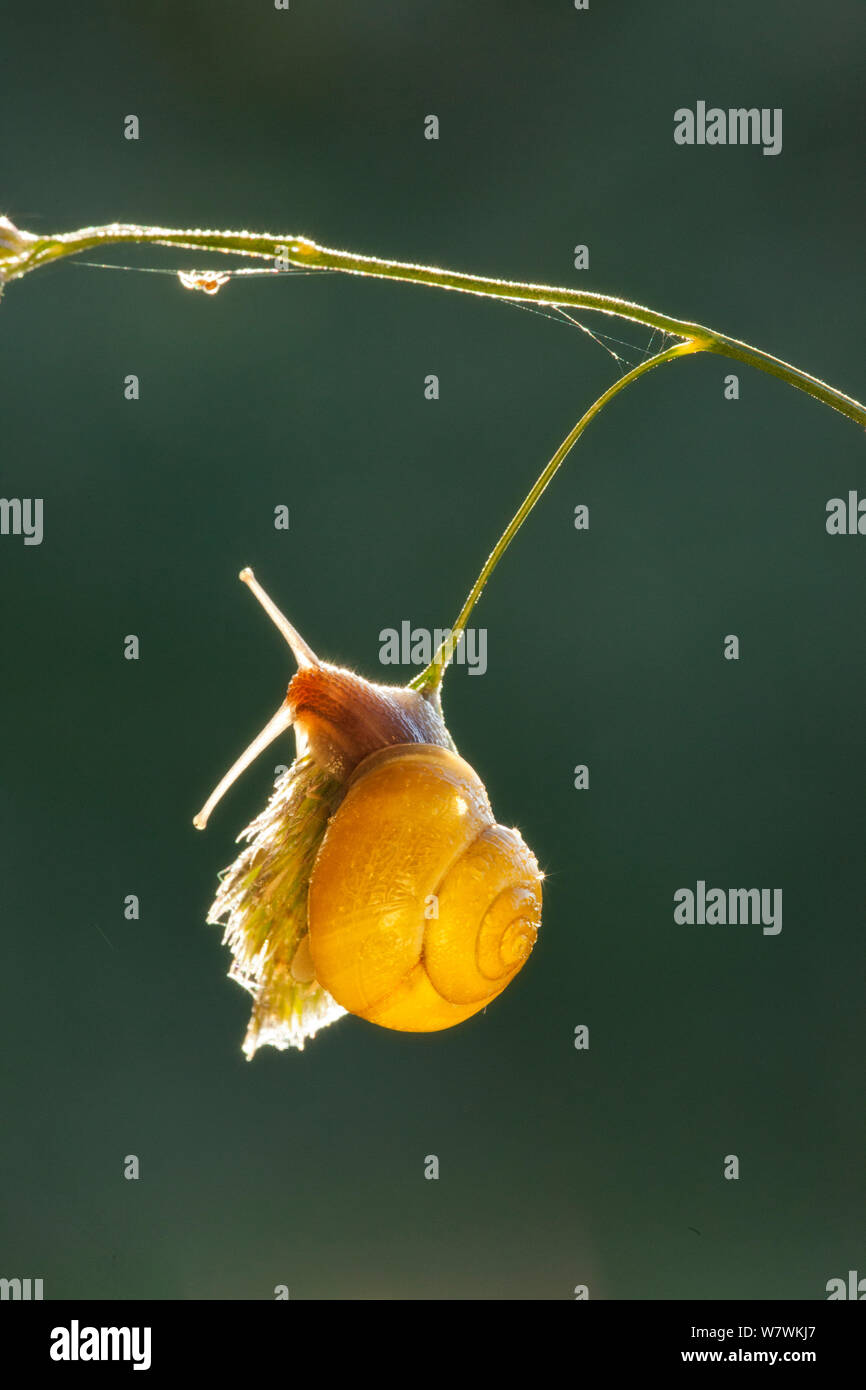 Uk white lipped snail hi-res stock photography and images - Alamy