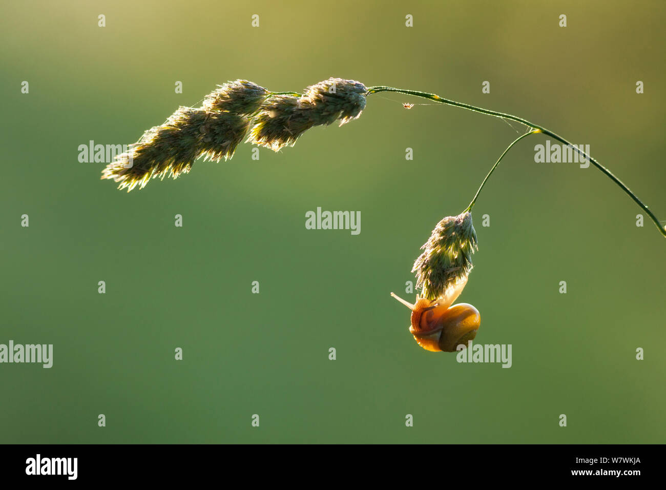 White-lipped snail (Cepaea hortensis) on a grass stem, Somerset Levels ...