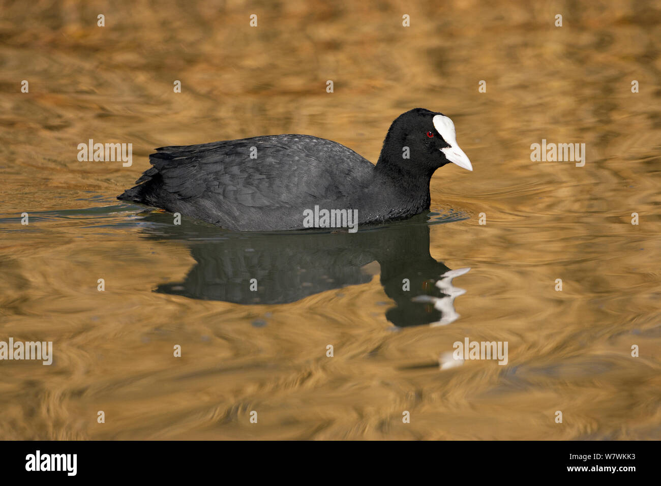 Catcott reserve hi-res stock photography and images - Alamy