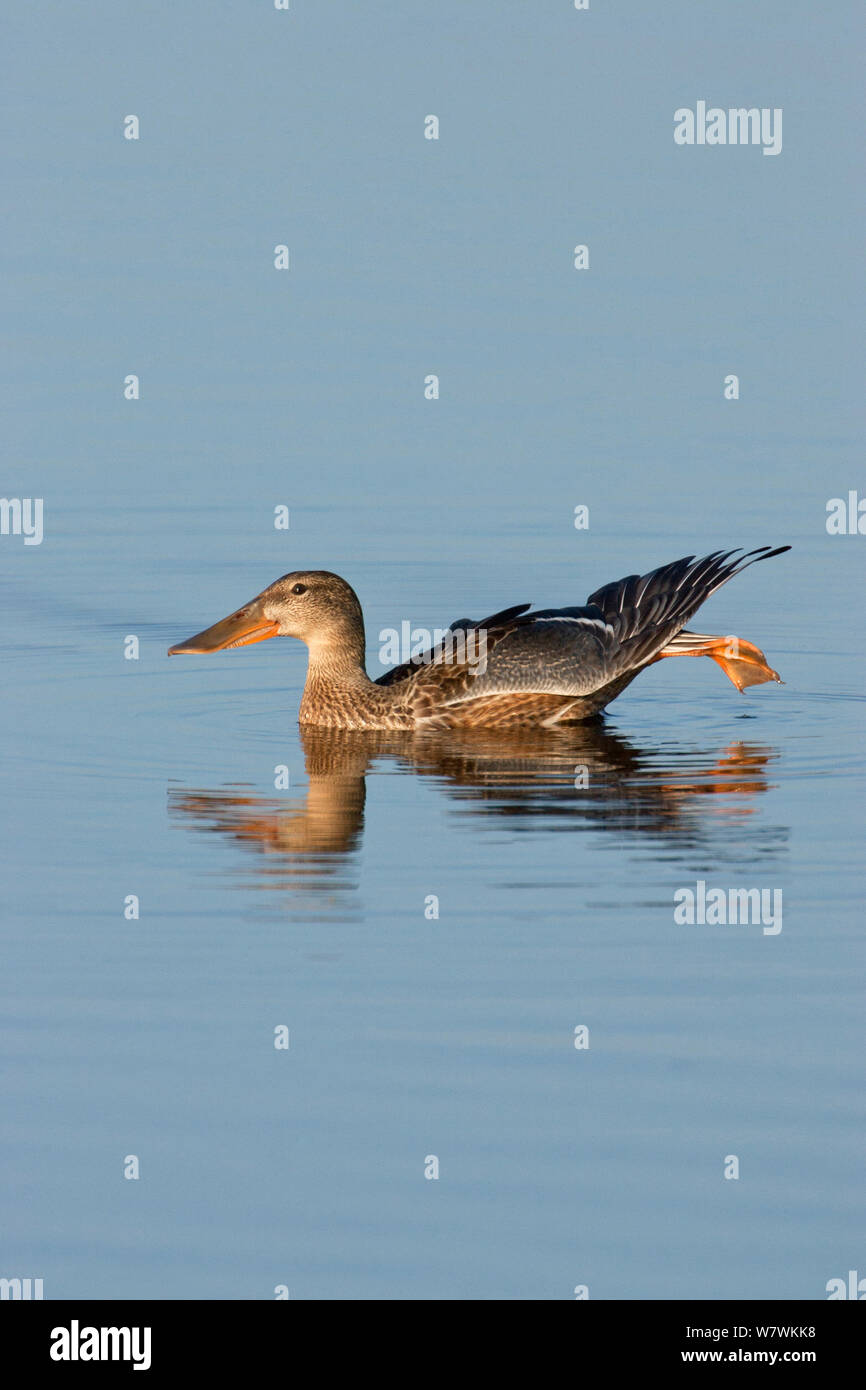 Shoveler duck uk hi-res stock photography and images - Alamy