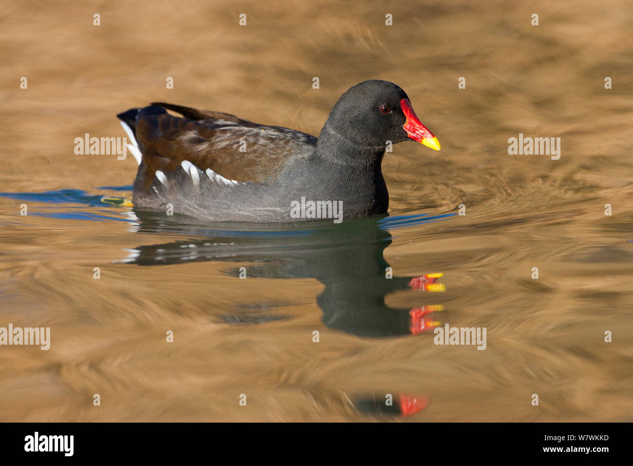 Catcott Reserve High Resolution Stock Photography and Images - Alamy