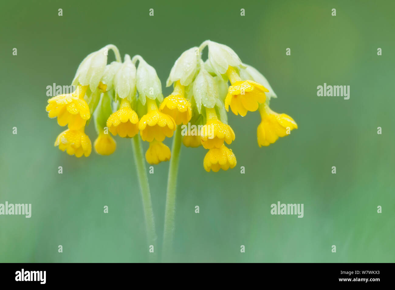 Cowslip (Primula veris) in flower, Hardington Moor NNR, Somerset ...