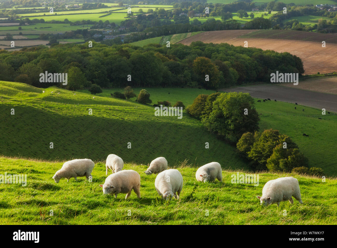 England countryside animal hi-res stock photography and images - Alamy