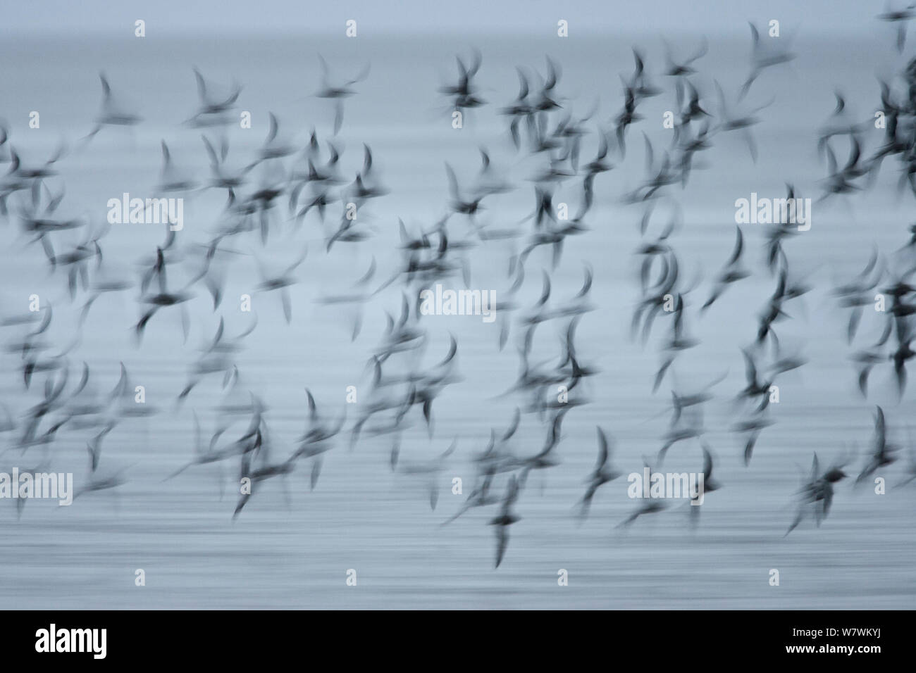 Flock ofKnot (Calidris canuta) in flight, with motion blur, Snettisham ...