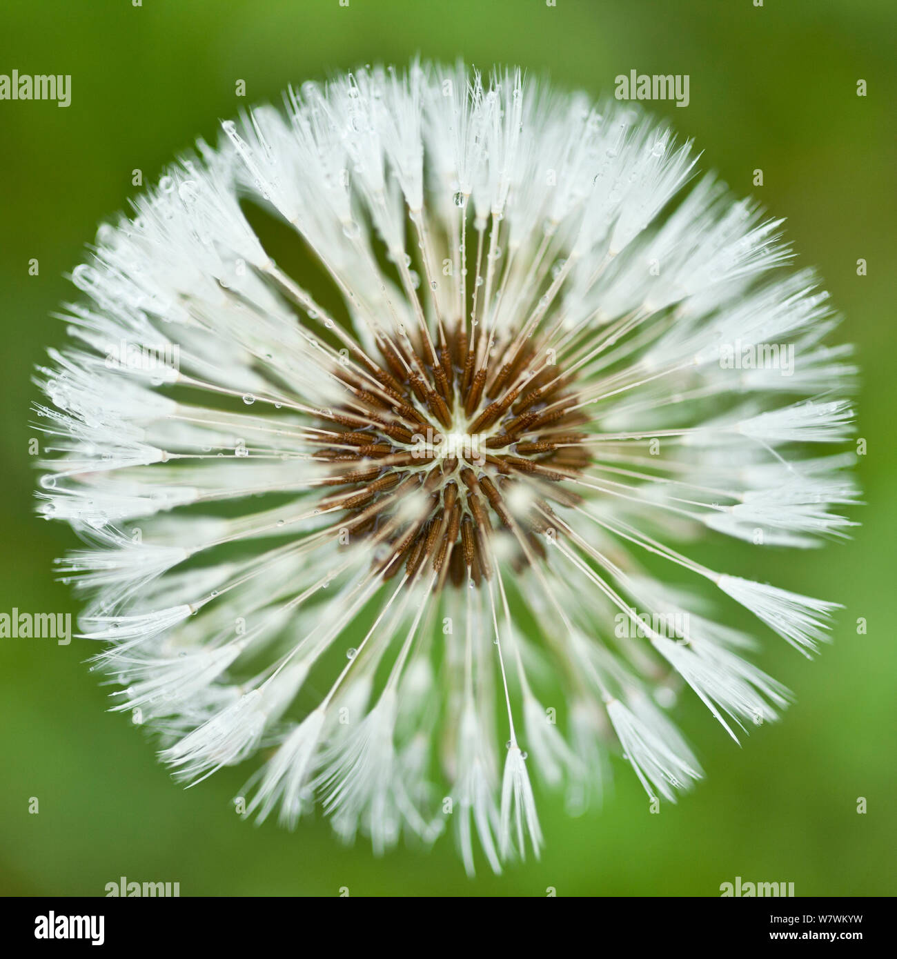 Taraxacum kok saghyz hi-res stock photography and images - Alamy