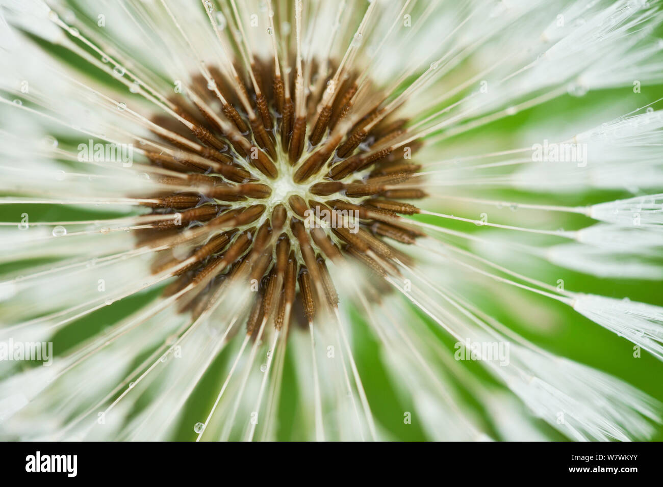Taraxacum kok saghyz hi-res stock photography and images - Alamy