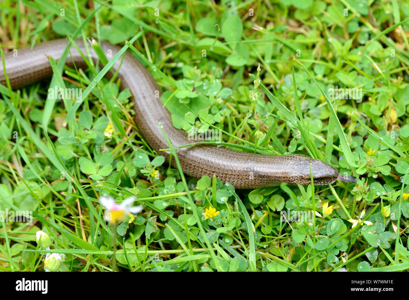 Slow worm (Anguis fragilis) in garden, Alsace, France, May Stock Photo ...