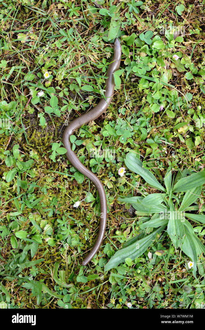 Slow worms hi-res stock photography and images - Alamy