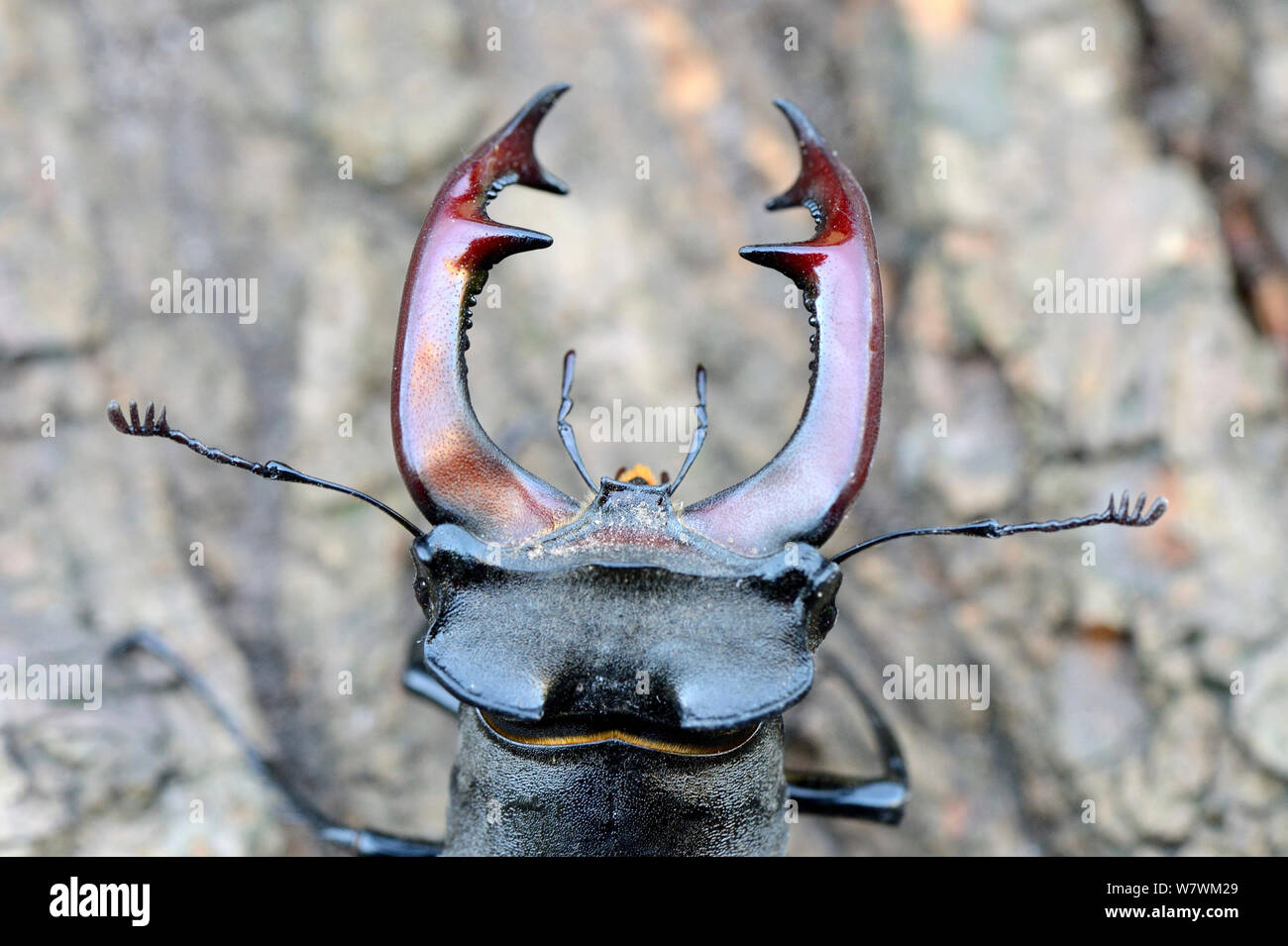 Male stag beetle (Lucanus cervus), close-up on mouth parts and antennae ...