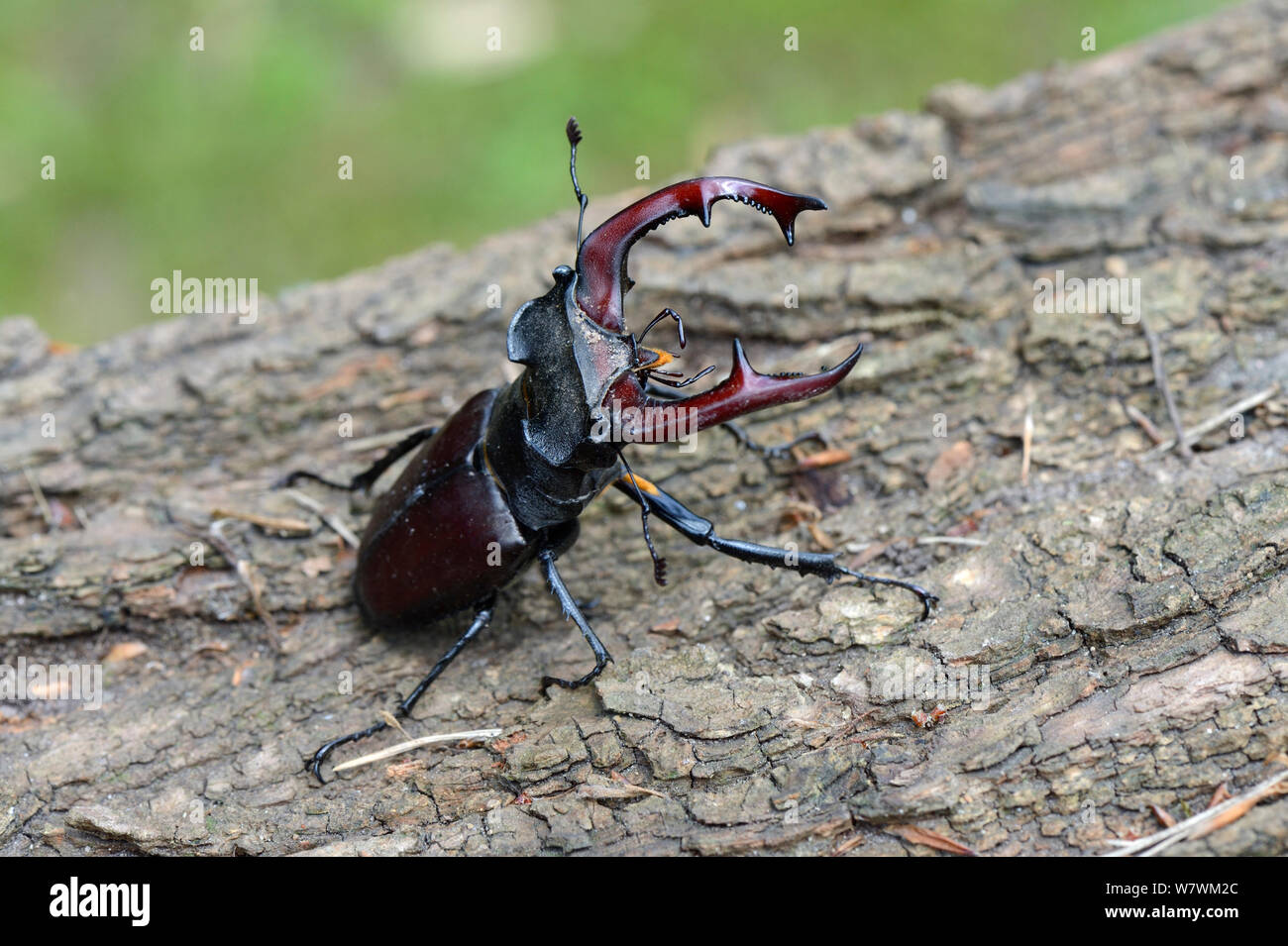 Male stag beetle (Lucanus cervus) on oak bark, showing aggressive ...