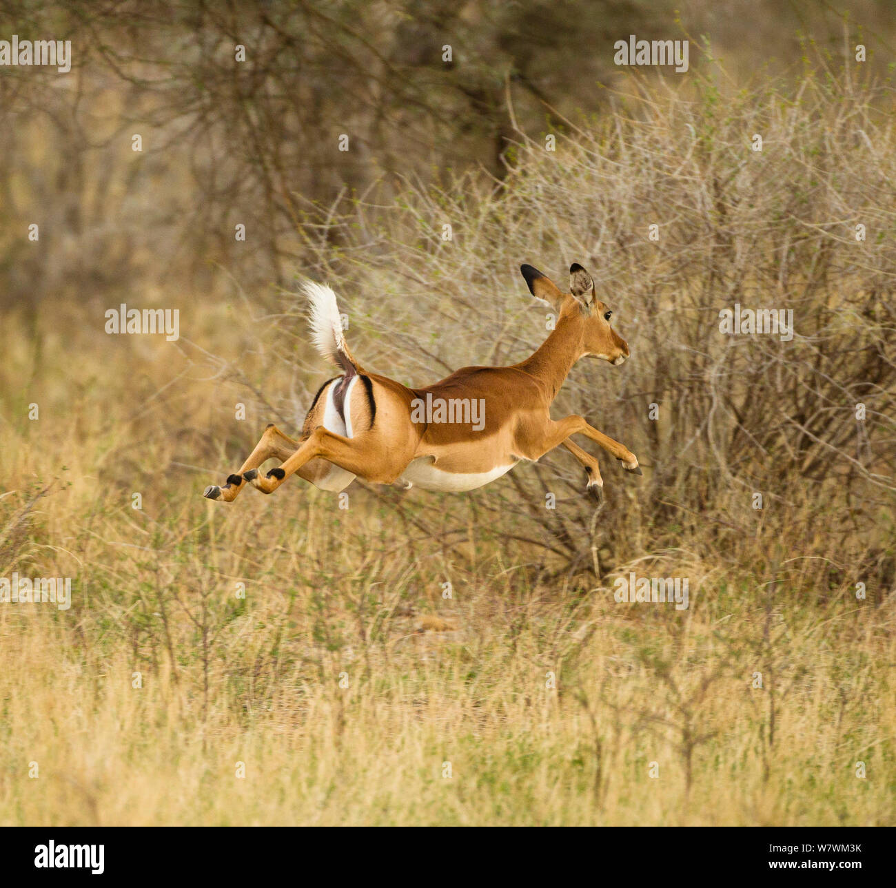 Young female impala (Aepyceros melampus) leaping, Samburu Game Reserve ...