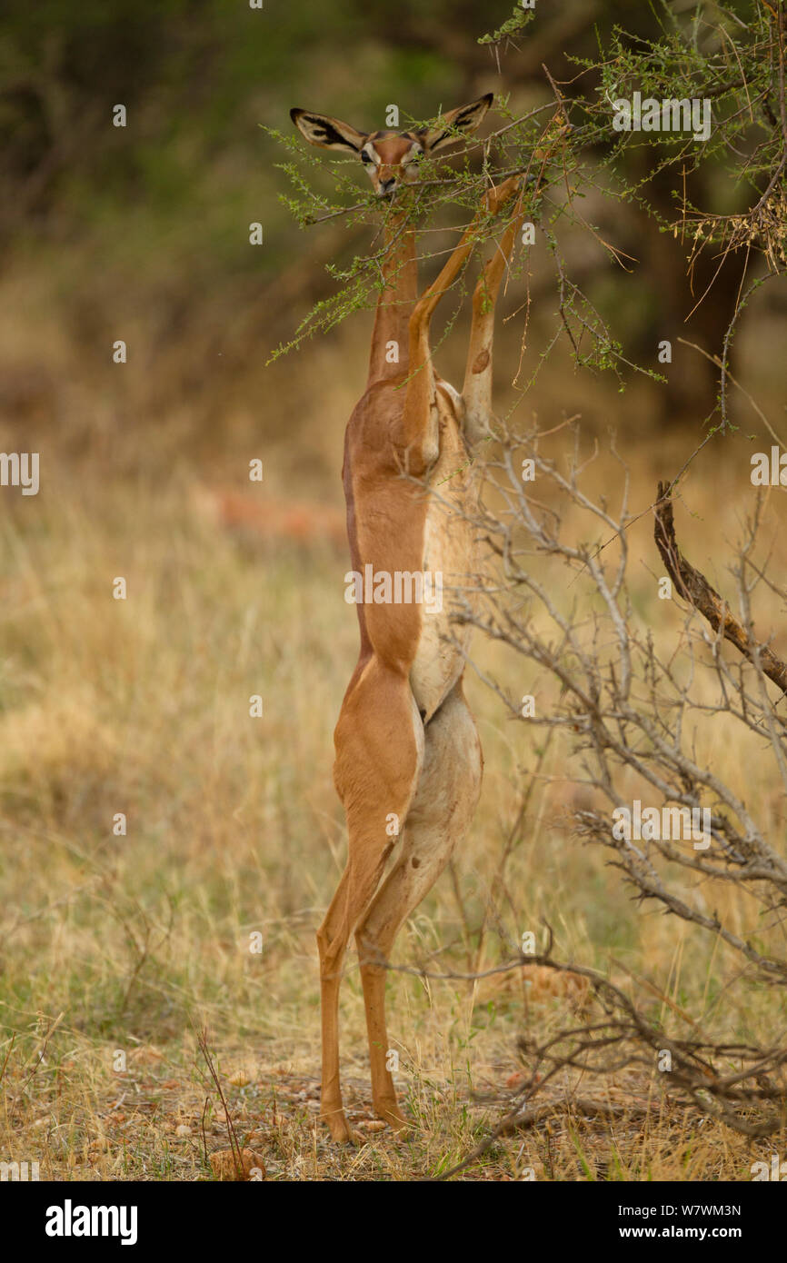 Gerenuk antelope hi-res stock photography and images - Alamy