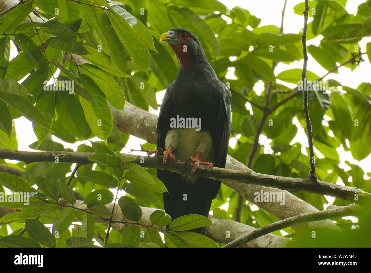 Biodiversity station tiputini hi-res stock photography and images - Alamy