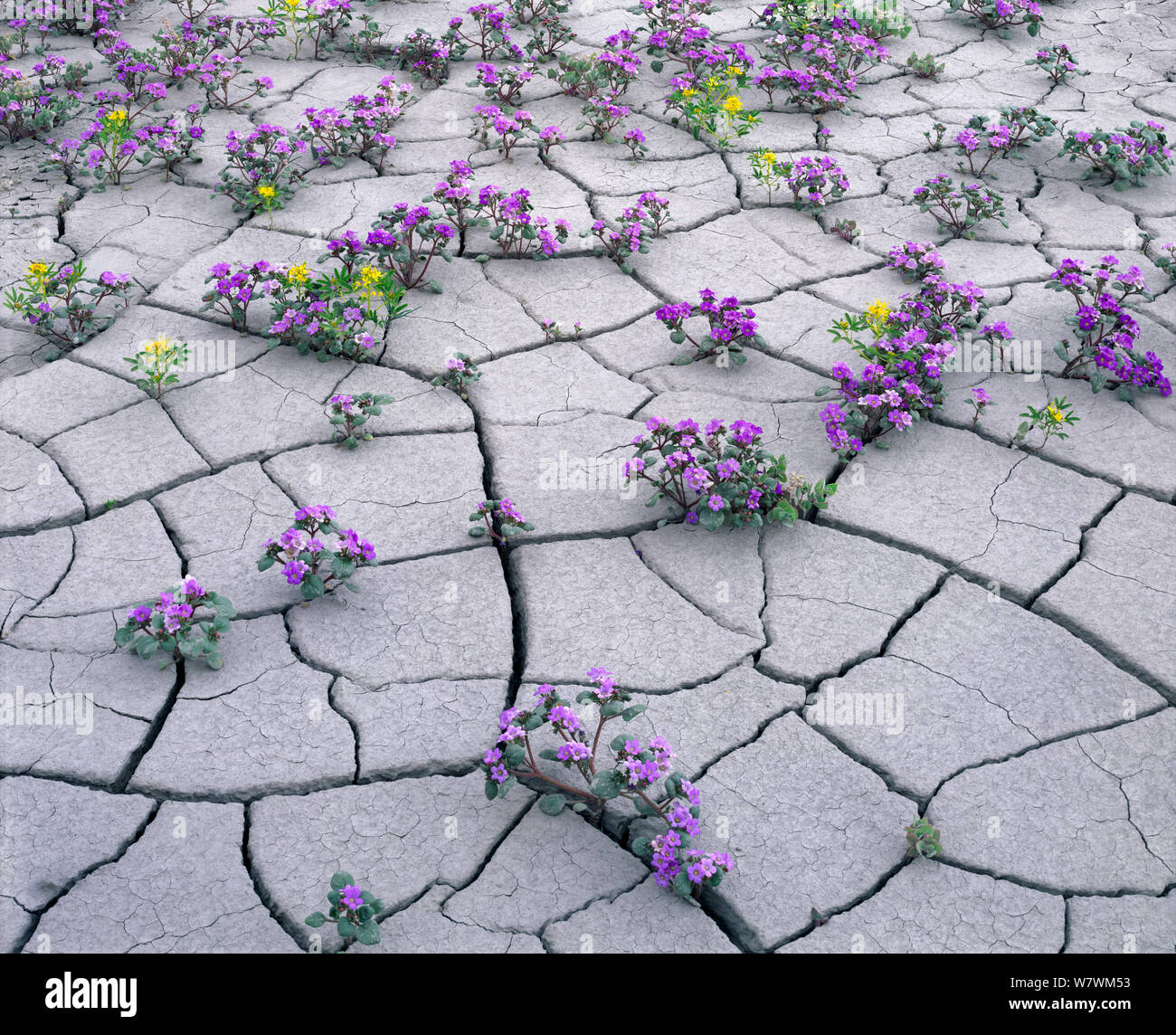 Flowering plants in dried out mud, including Yellow Beeplant (Cleome ...