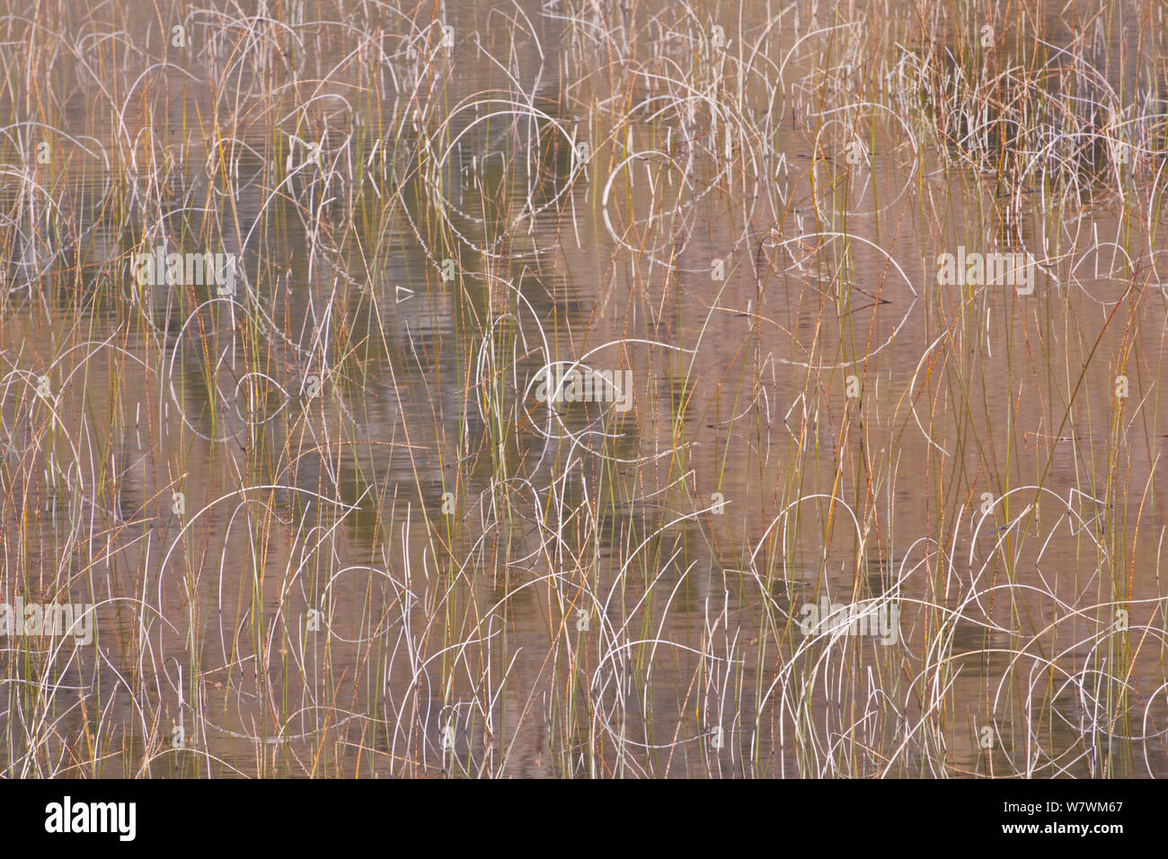 Curved sedge hi-res stock photography and images - Alamy